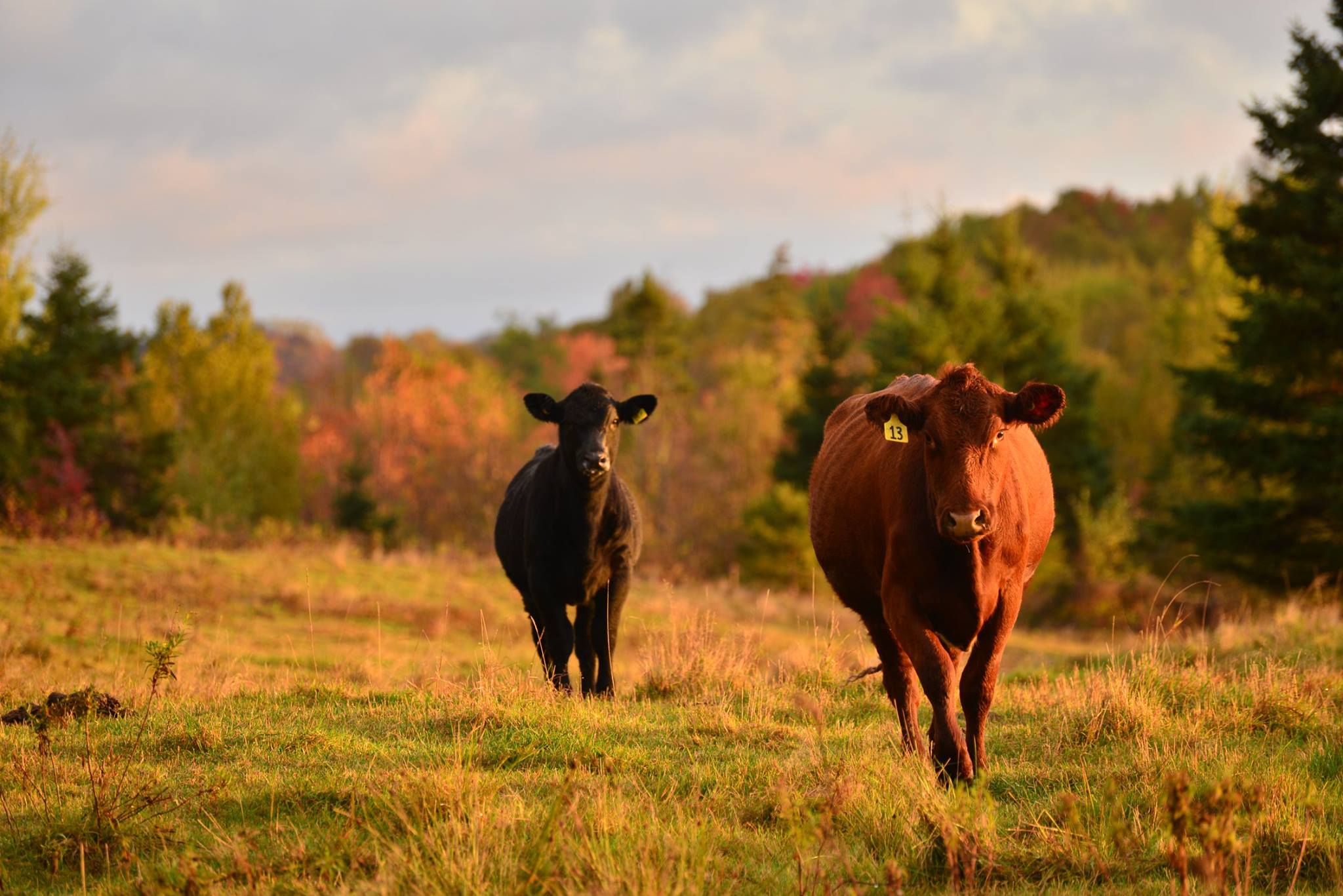 Antigonish Farmers' Mutual Insurance